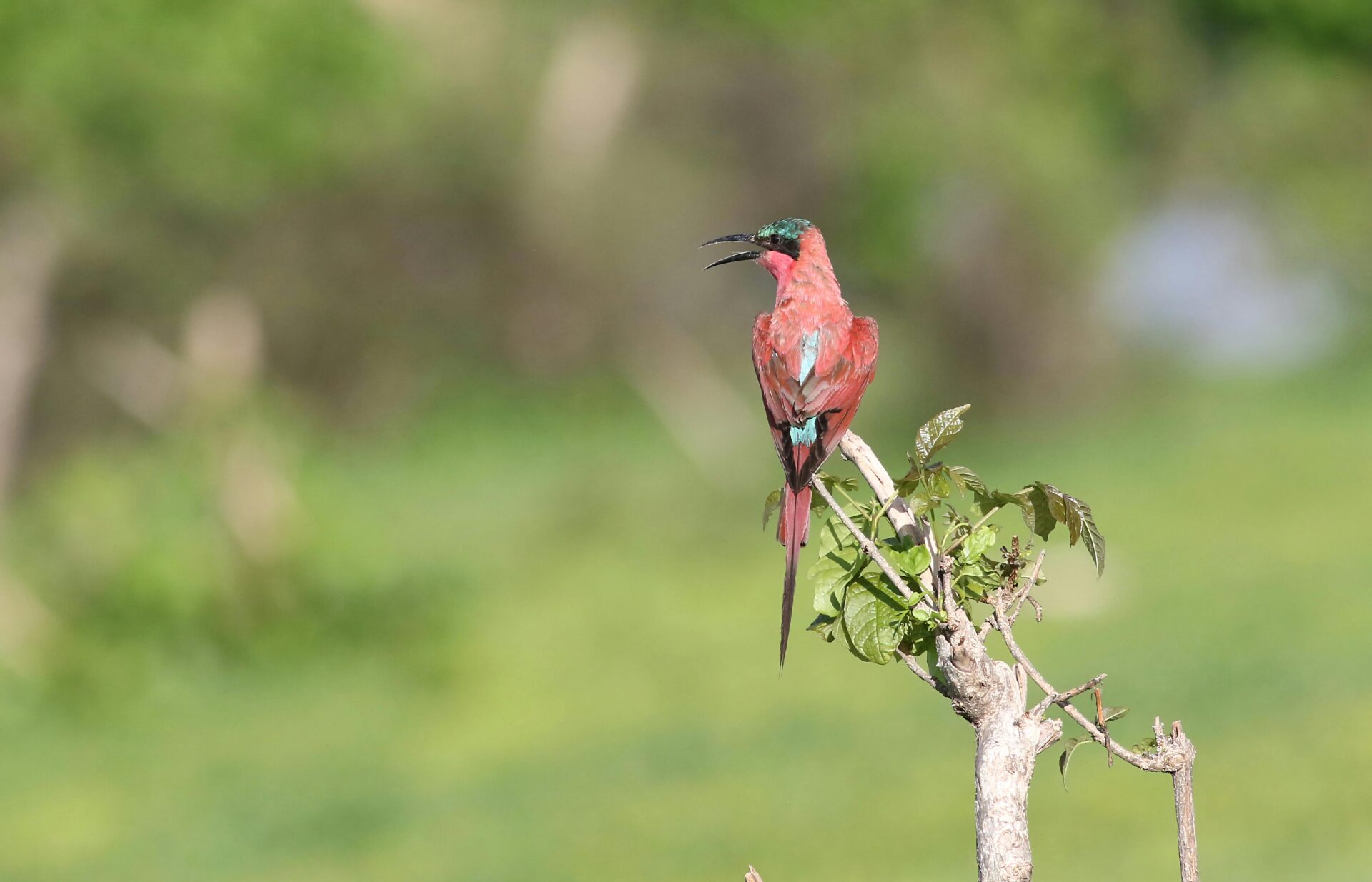 A Beginner’s Guide to Bird Watching in Hartola, Uttarakhand, India ...